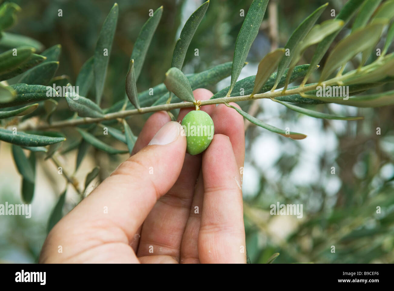 Olive tree branch hand hi-res stock photography and images - Alamy