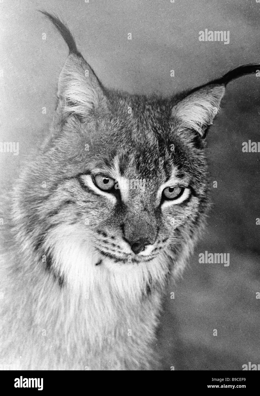 Star of film Rys Follows the Path Stock Photo - Alamy