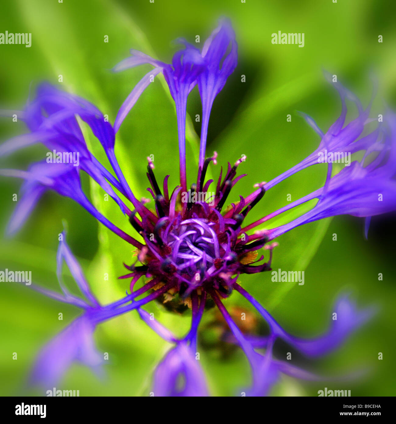 Pick colored flower hi-res stock photography and images - Alamy