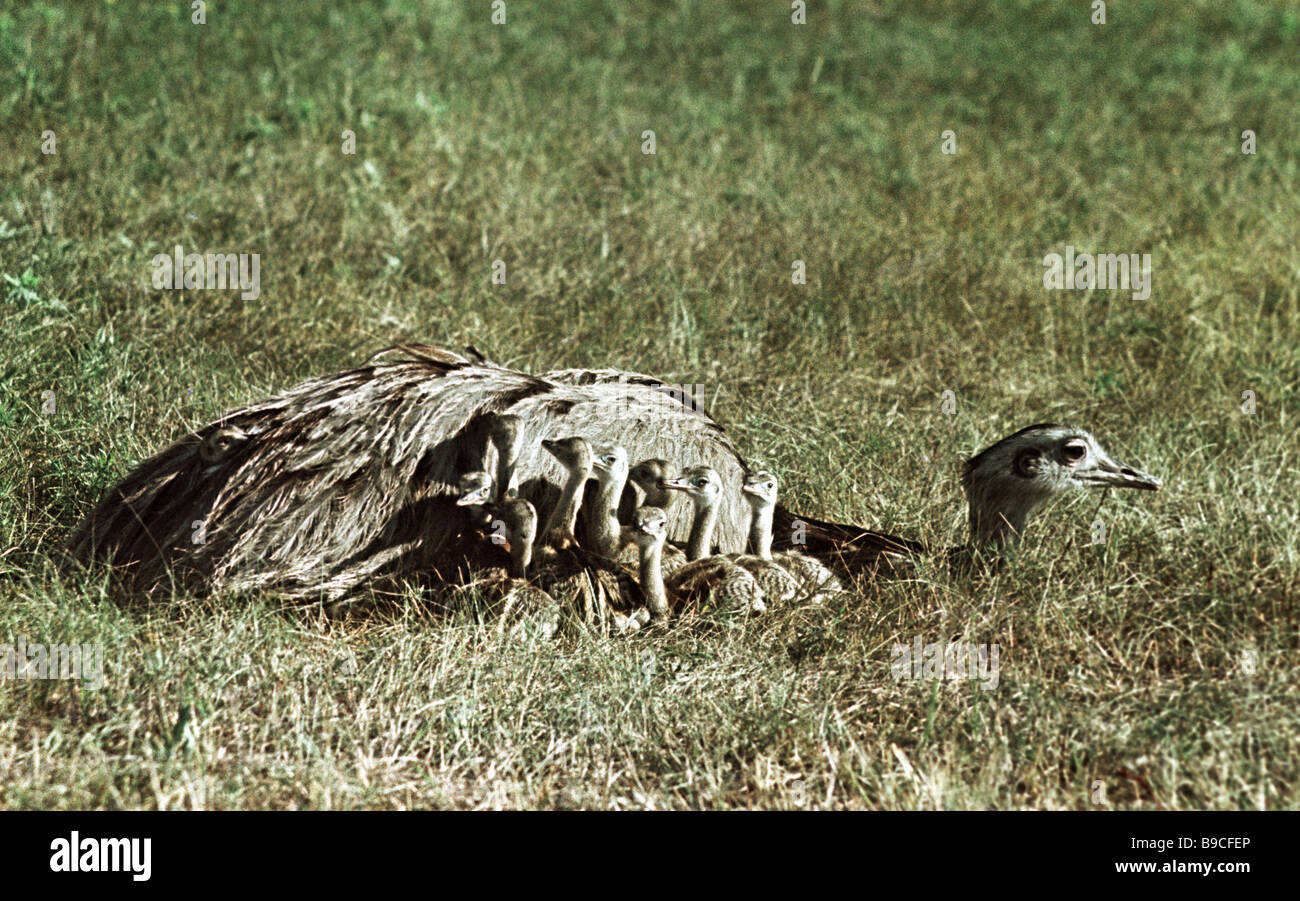 Rhea with its younglings in Askania Nova nature reserve Stock Photo - Alamy