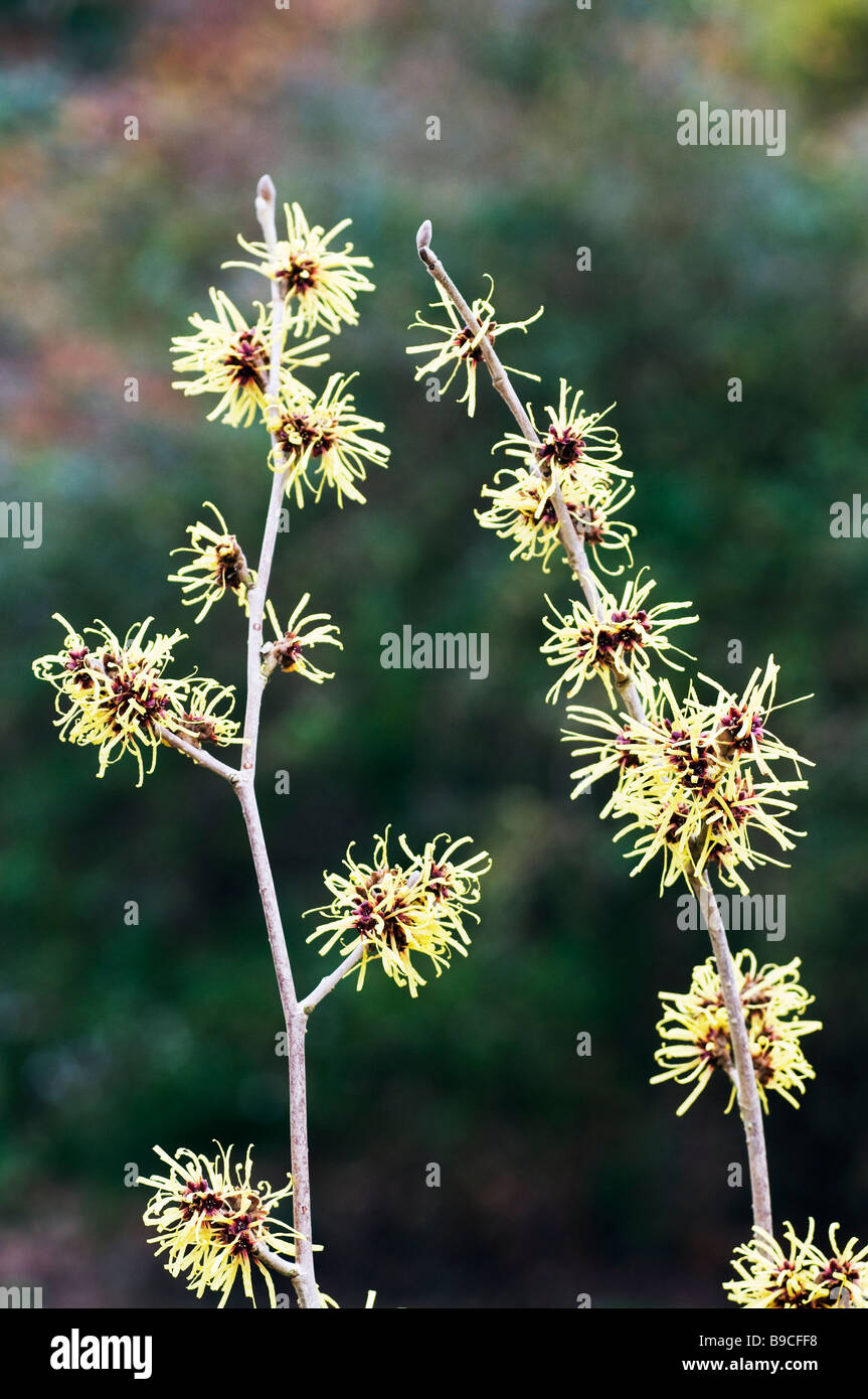 Hamamelis hi-res stock photography and images - Alamy