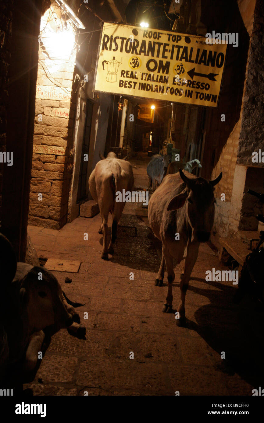 Cows on the street in the Jaisalmer fort in Rajasthan in India Stock ...