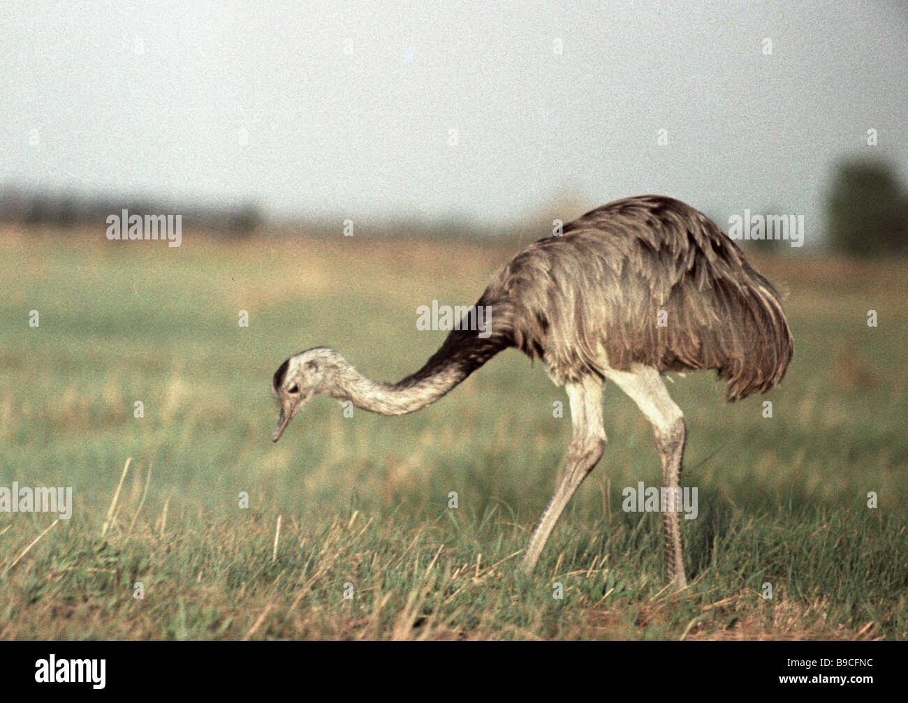 A rhea living in the Askania Nova State Nature Reserve Stock Photo - Alamy
