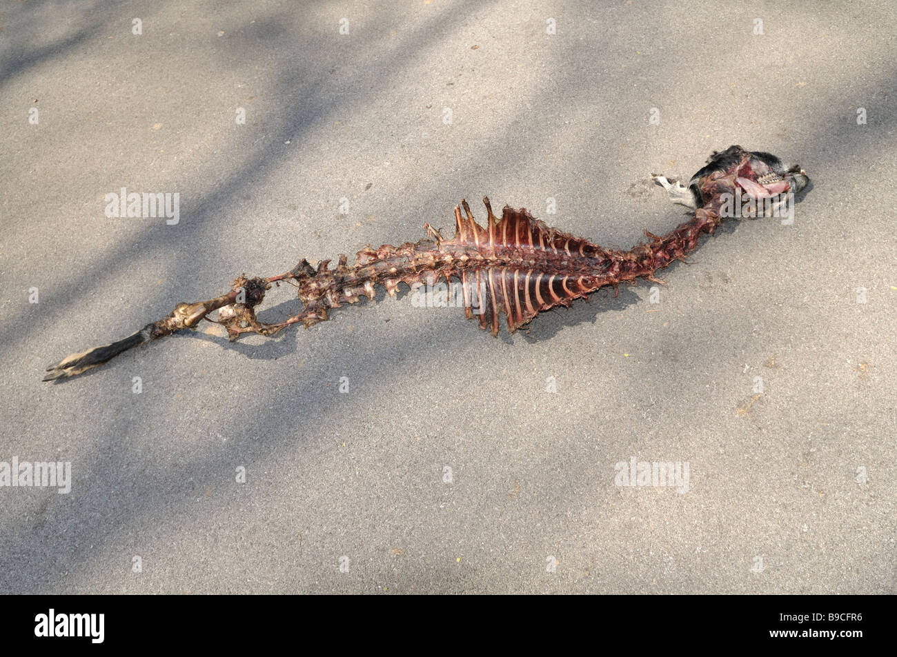 Rotting rib cage of dead sheep hi-res stock photography and images - Alamy