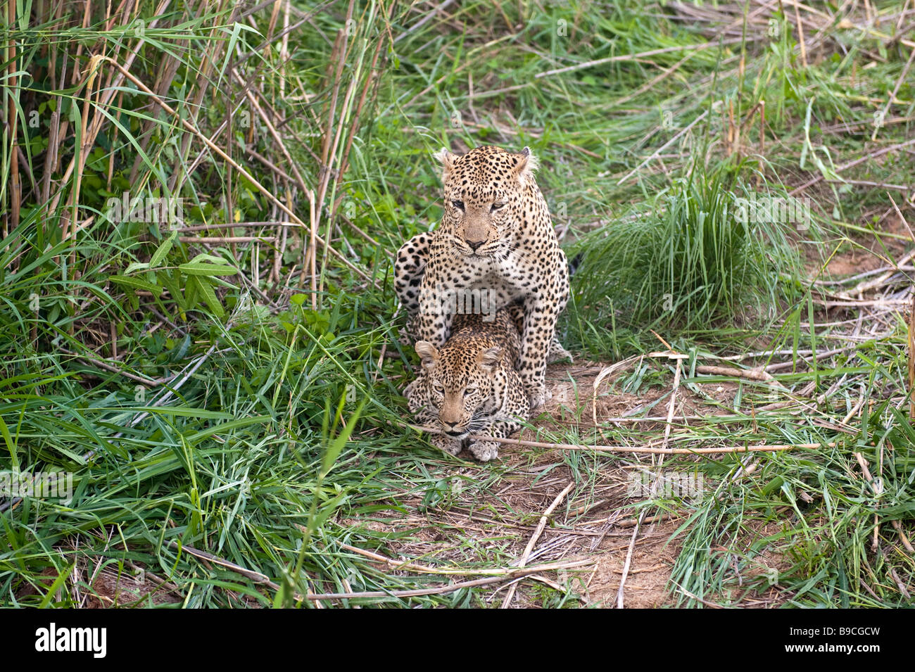 This is a once in a lifetime shot of mating leopards at Kruger national ...