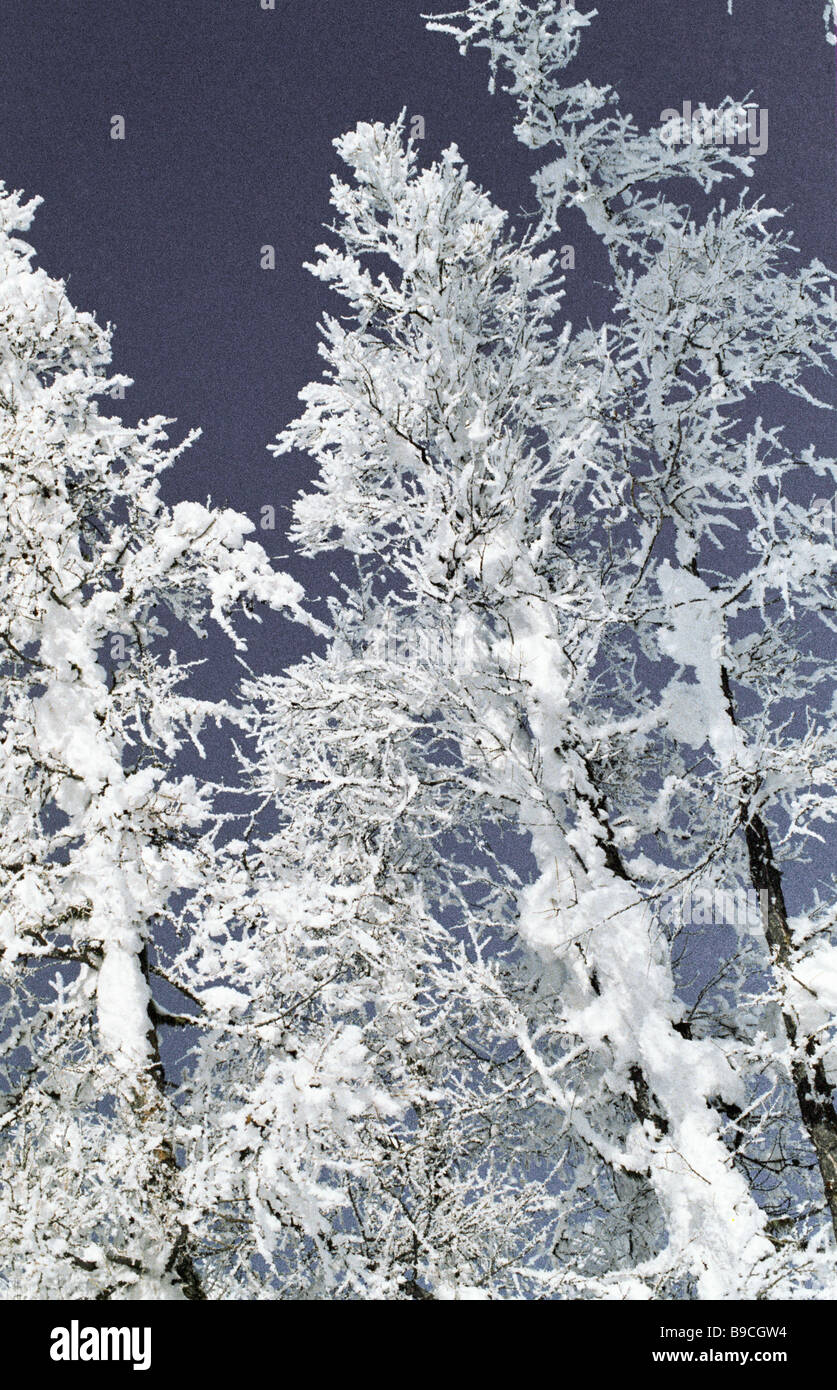 The taiga in winter Stock Photo - Alamy