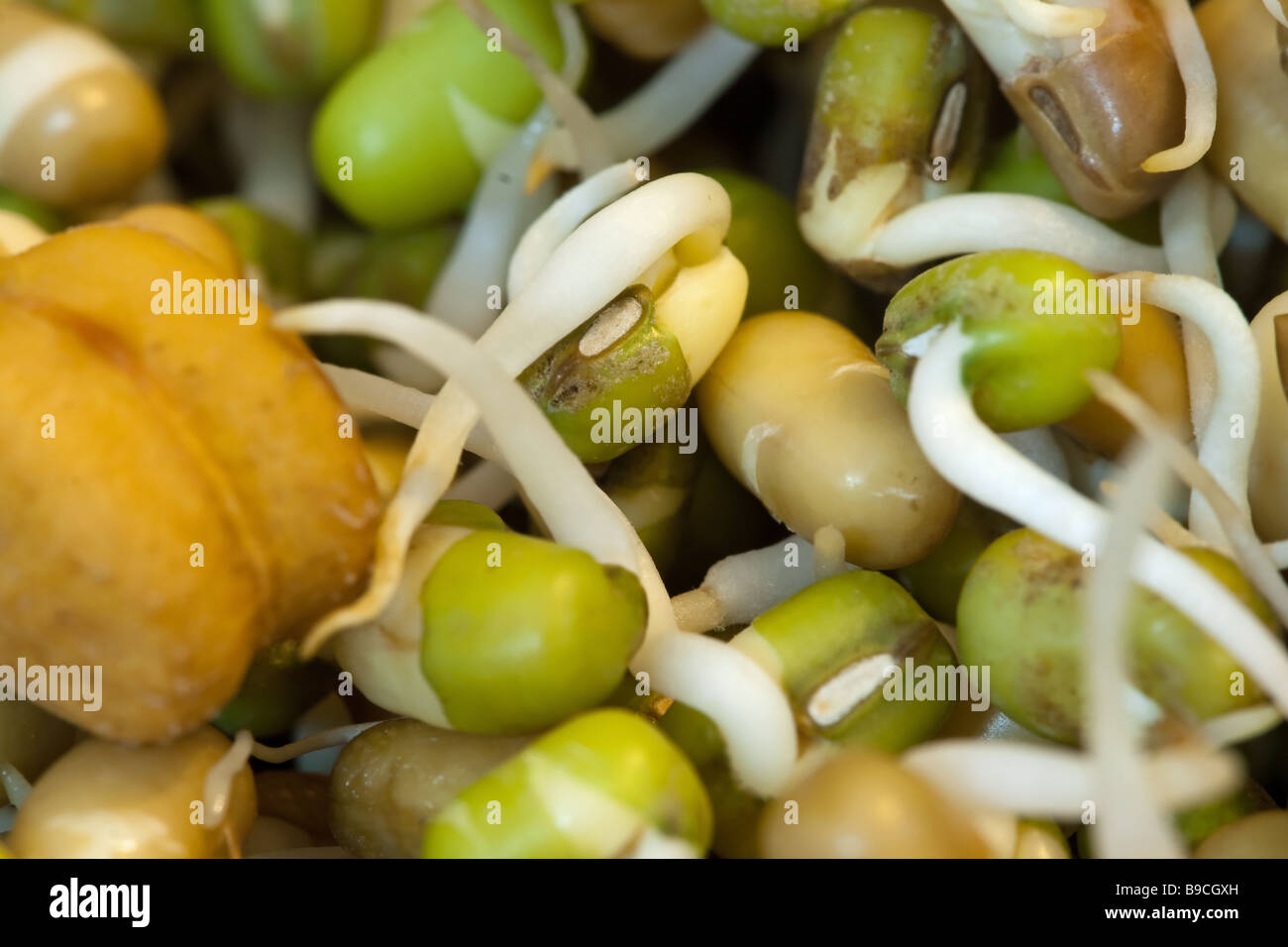 Cross section of healthy sprouts with sprouted chickpea. These make for ...