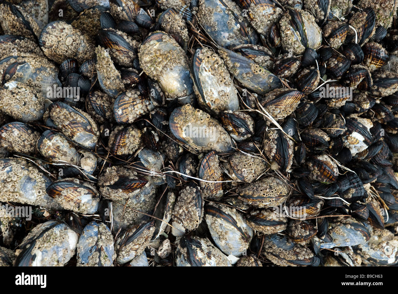 Mussel farm on beach hi-res stock photography and images - Alamy