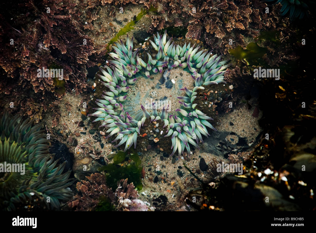 Sea anemone under water hi-res stock photography and images - Alamy