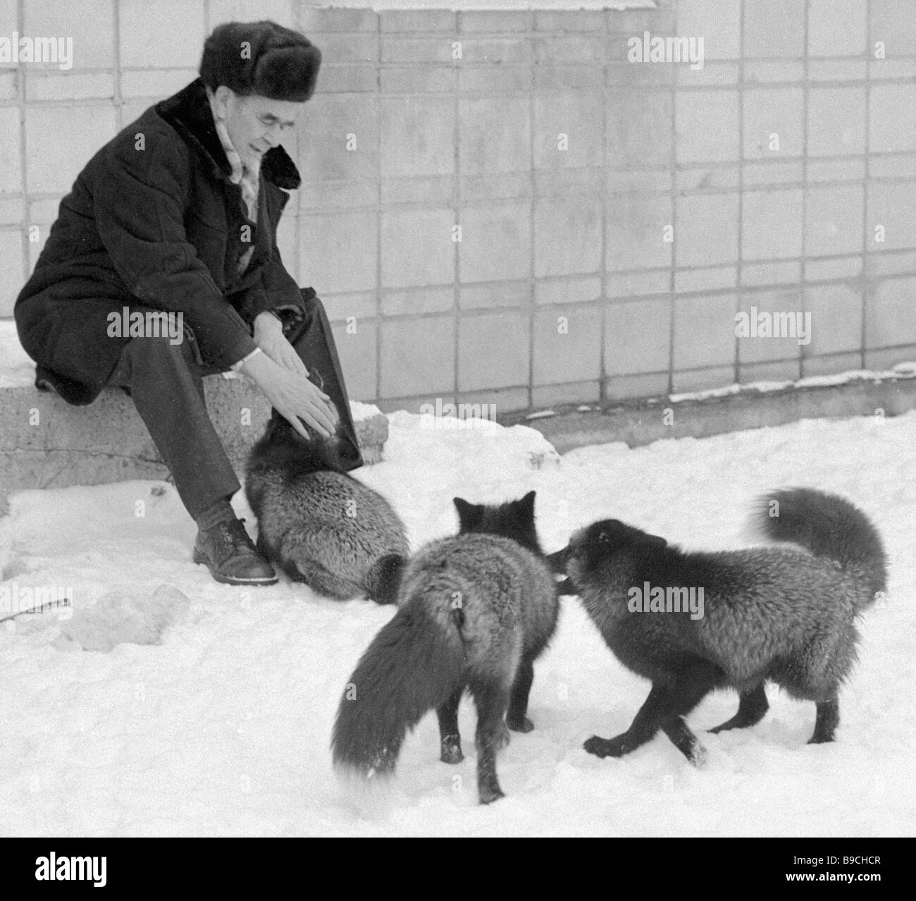 Dmitry Belyaev prominent genetic expert with laboratory foxes selected on his own method Stock ...