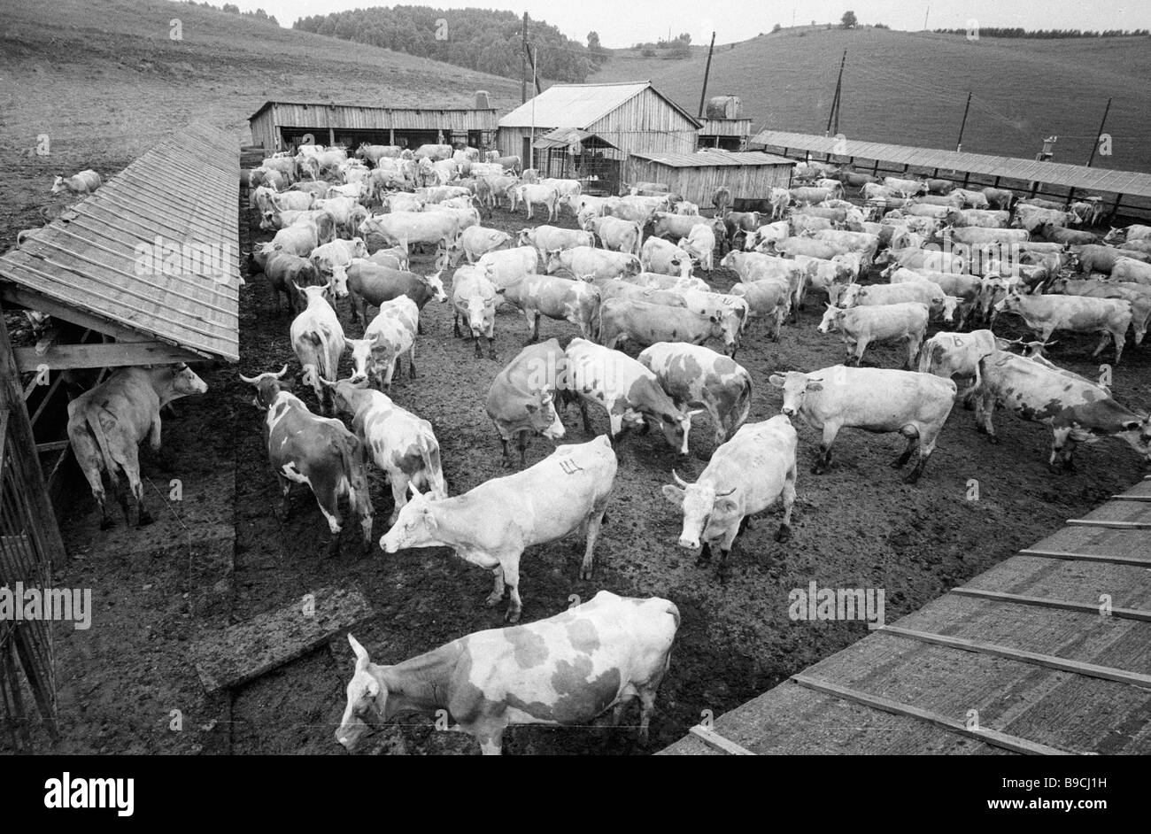 Cows on a milking platform at the pilot production Chuisky farm Stock ...