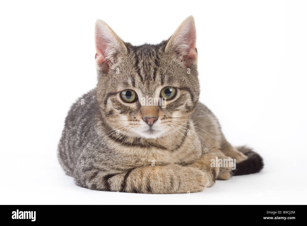 Striped cat breed Cut Out Stock Images & Pictures - Alamy