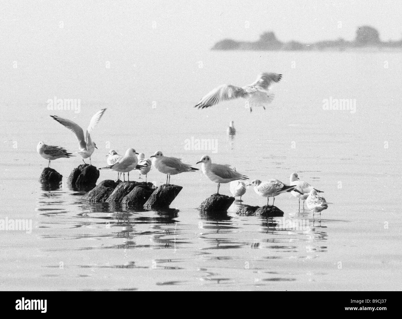 Seagulls relax of the water of the Couronian lagoon Stock Photo - Alamy