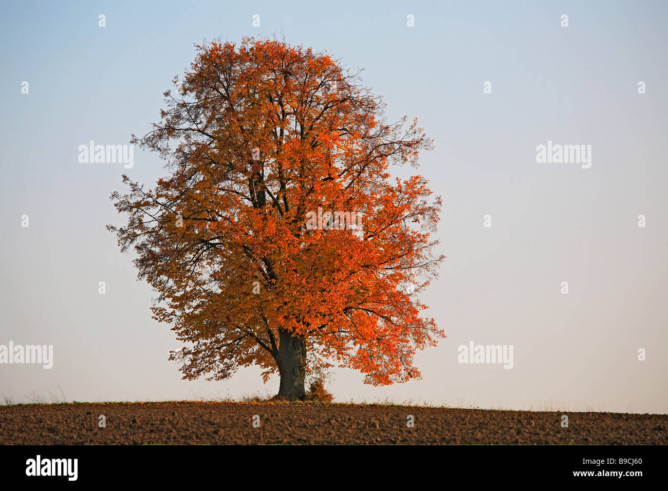 Limetree in autumn Stock Photo - Alamy