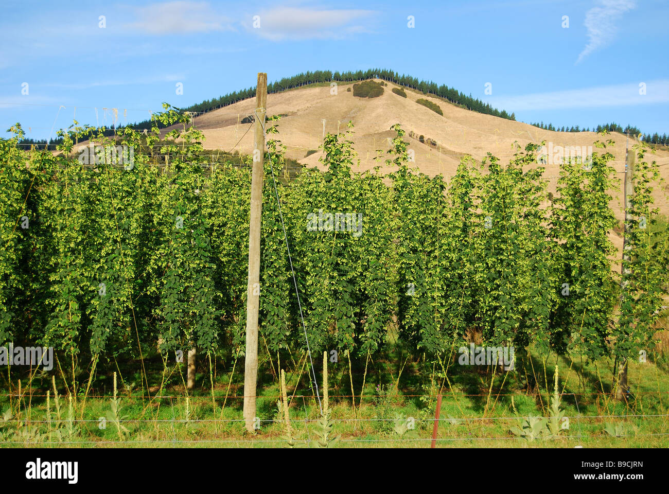 Hop farm on State Highway 6, Tasman, South Island, New Zealand Stock ...