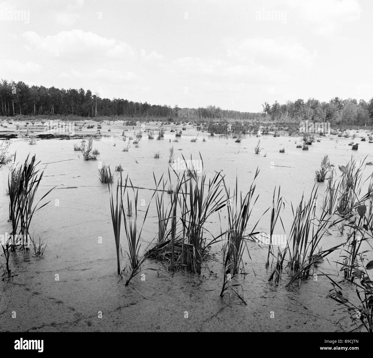 Impassable swamp in Polesye territory Stock Photo - Alamy