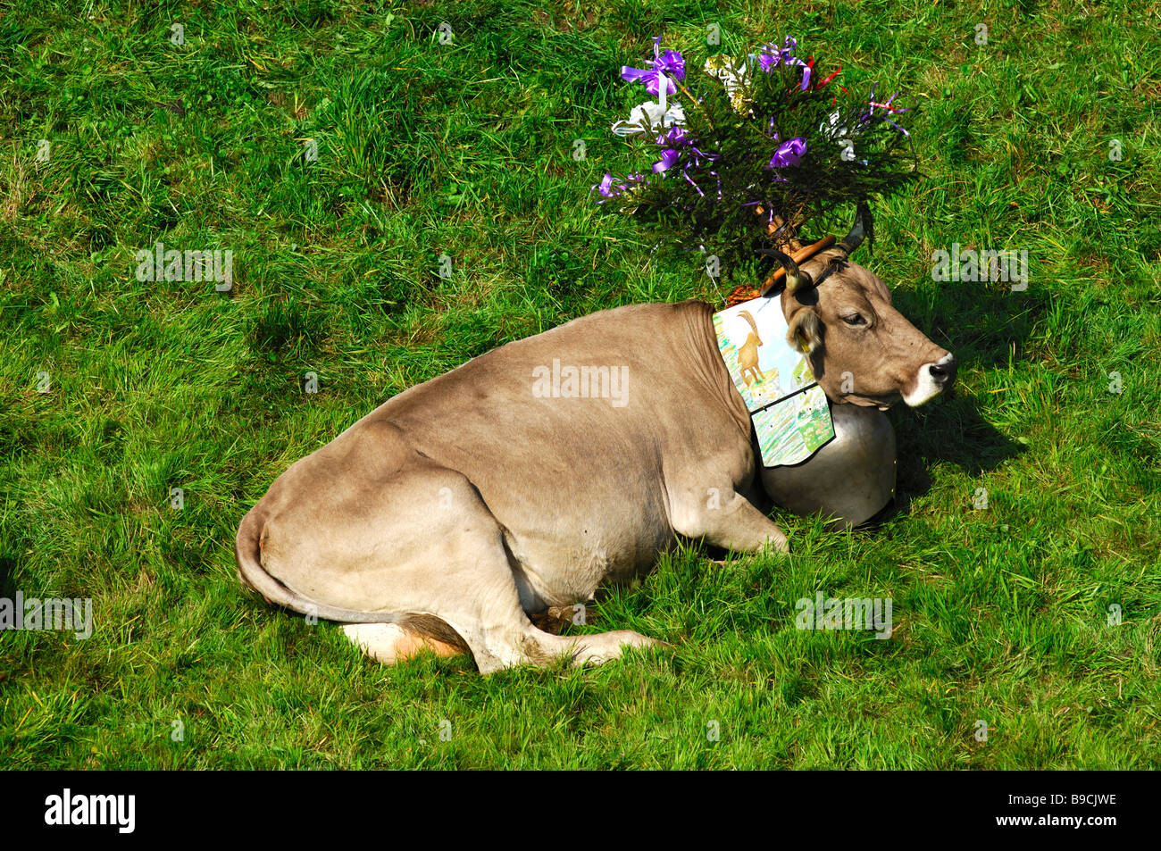 Queen cow decorated for the ceremonial bringing home of the cattle from ...