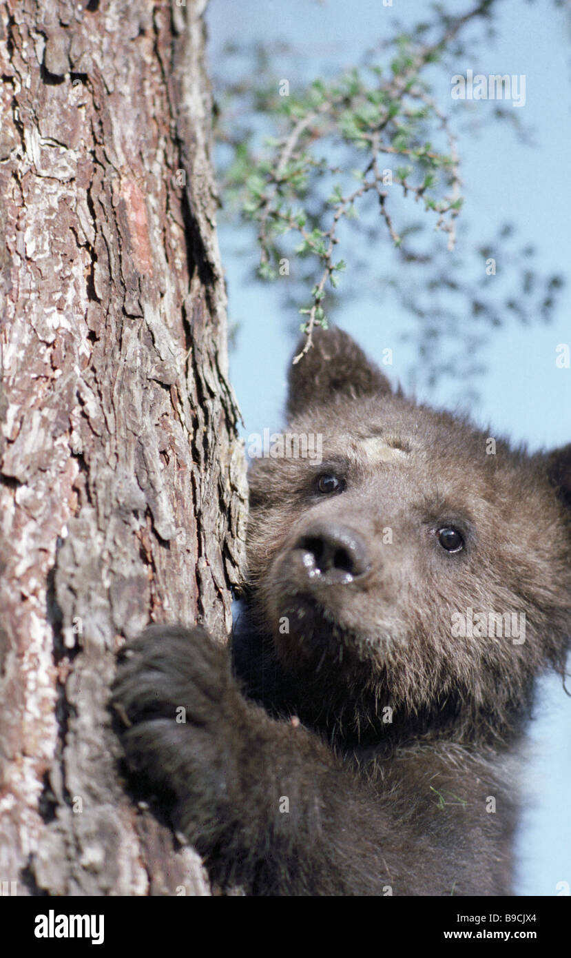 A bear climbs a tree Stock Photo - Alamy