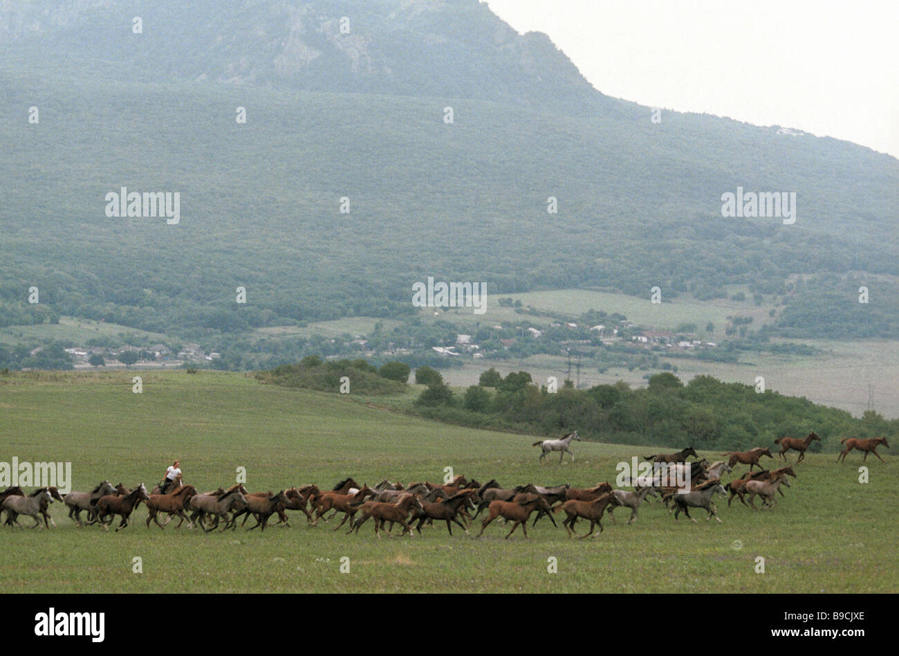 Runners of the Terek stud Stock Photo - Alamy