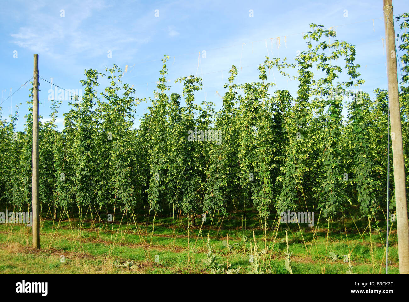 Hop Yard High Resolution Stock Photography and Images - Alamy