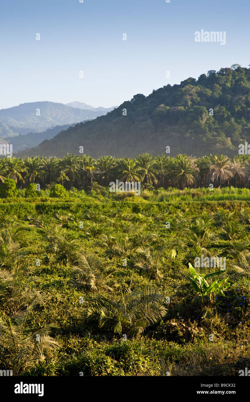 Rows of African palm trees (Elaeis guineensis) at a palm oil plantation ...
