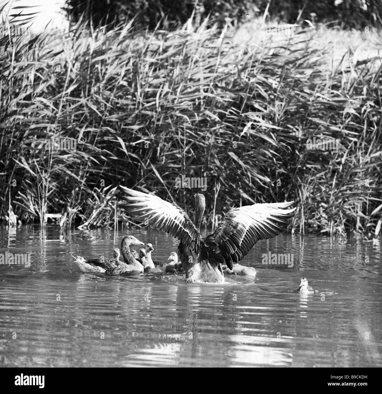 Grey mother goose with her goslings in the Askania Nova nature preserve ...