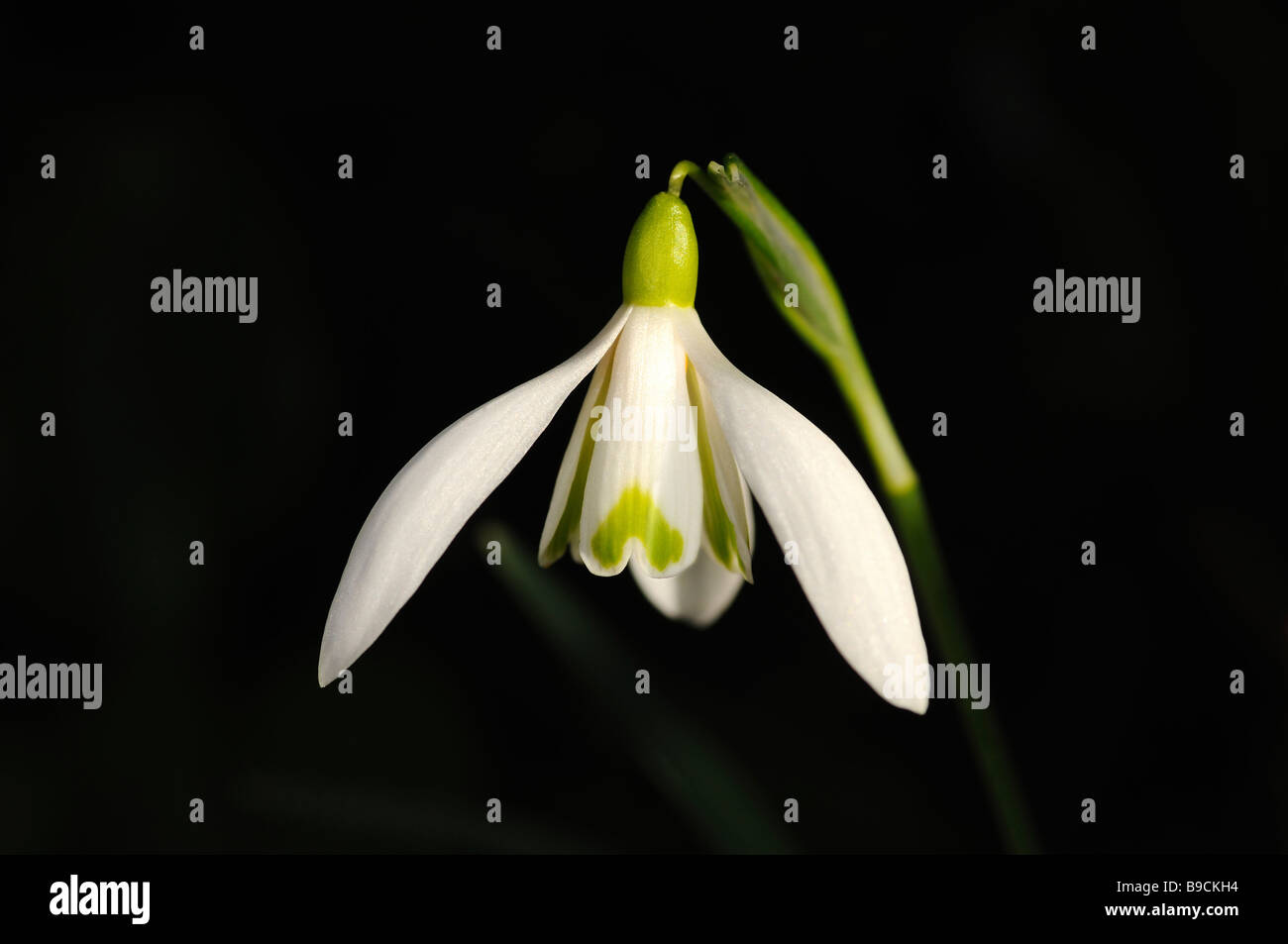 Common snowdrop galanthus hi-res stock photography and images - Alamy