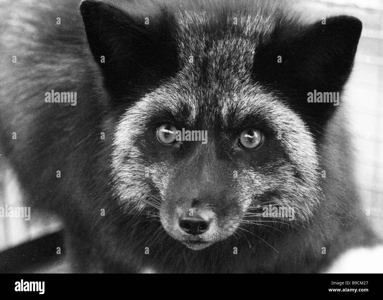 Silver fox in the Pushkinsky fur farm Stock Photo - Alamy