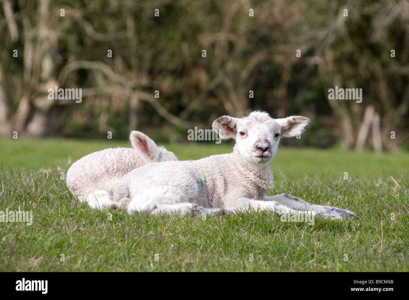 Birth of lamb hi-res stock photography and images - Alamy