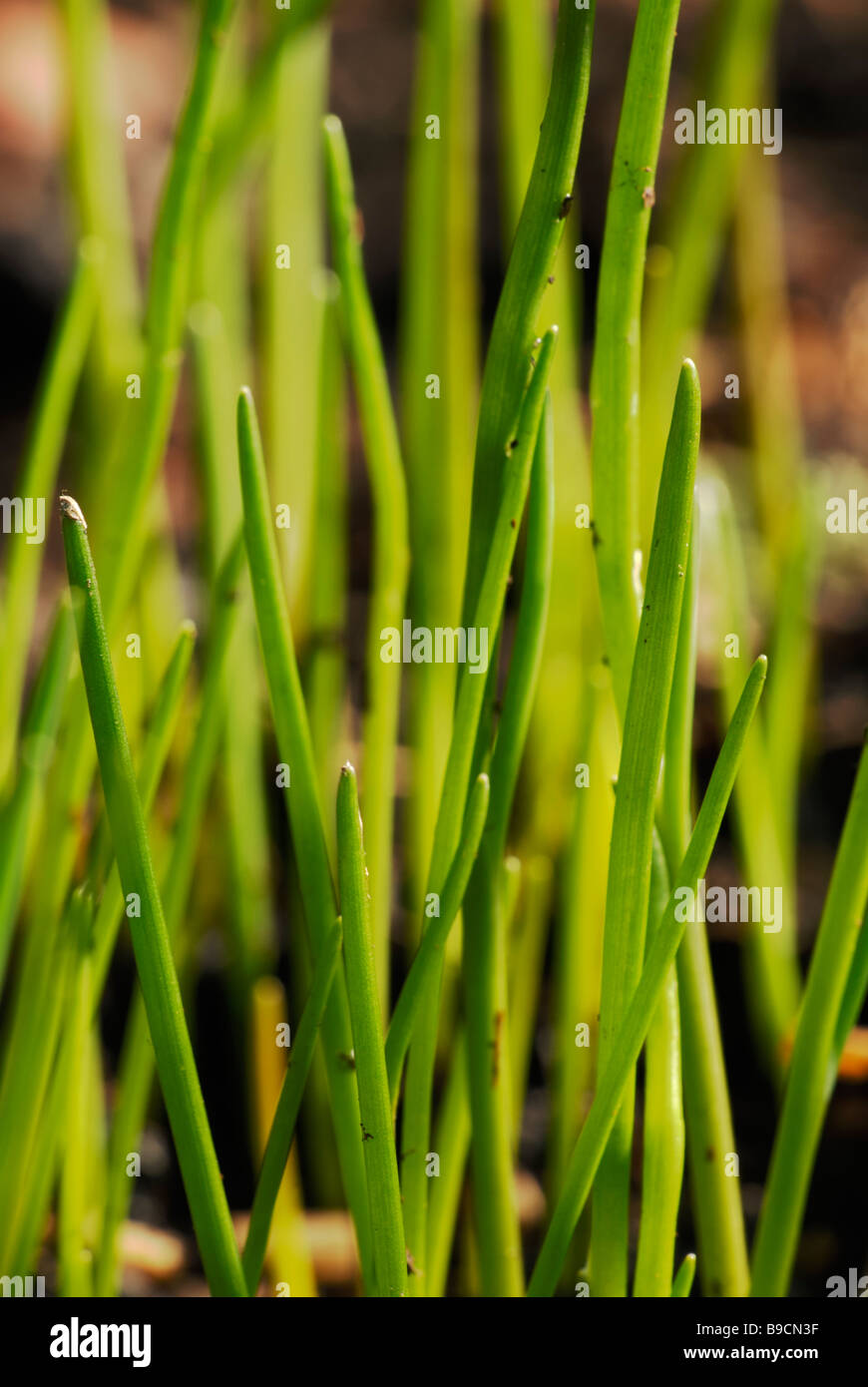 Allium schoenoprasum young Chive shoots Stock Photo - Alamy