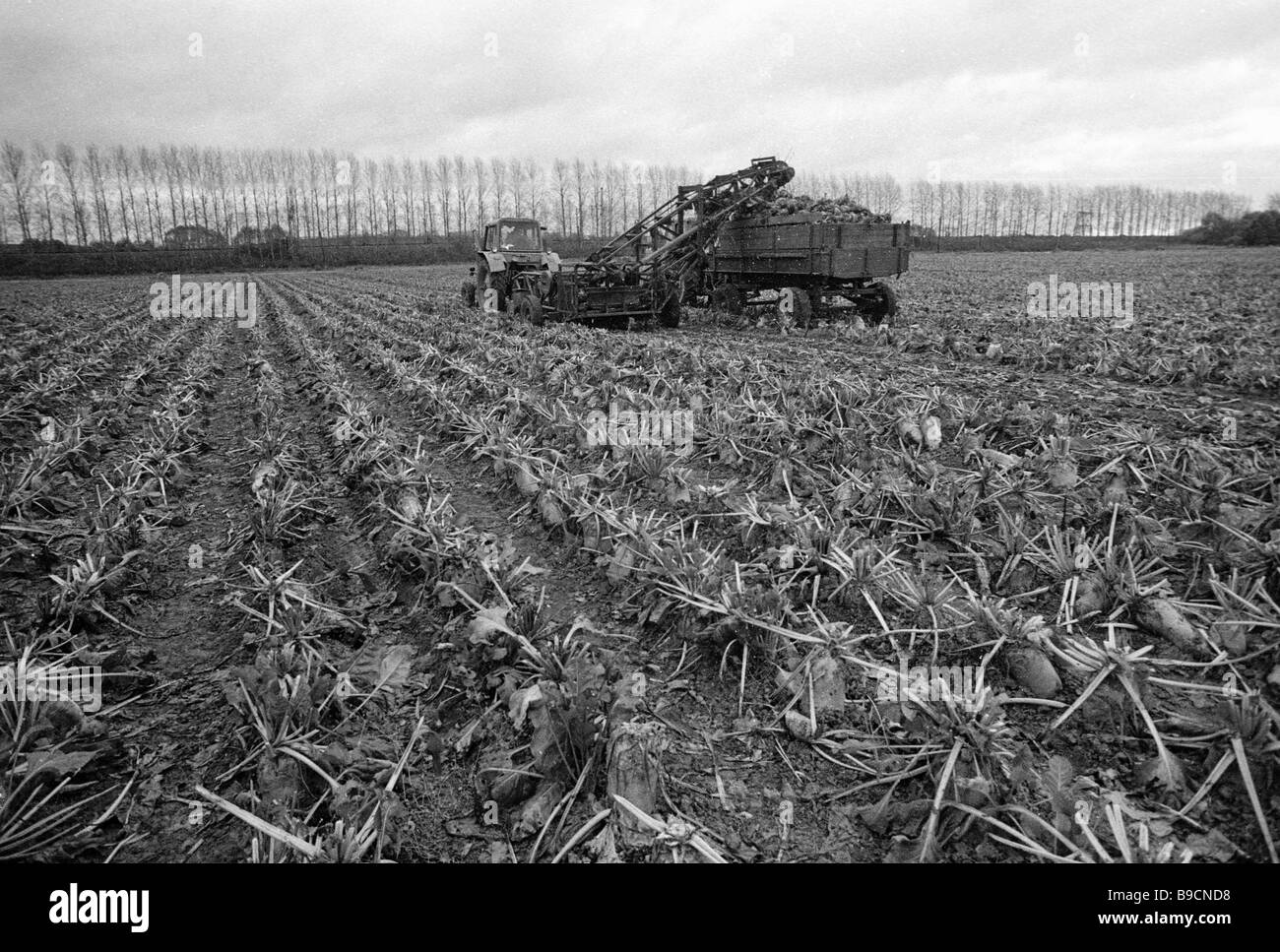 Sugar beet harvesting on the Lenin collective farm Moscow region Stock ...