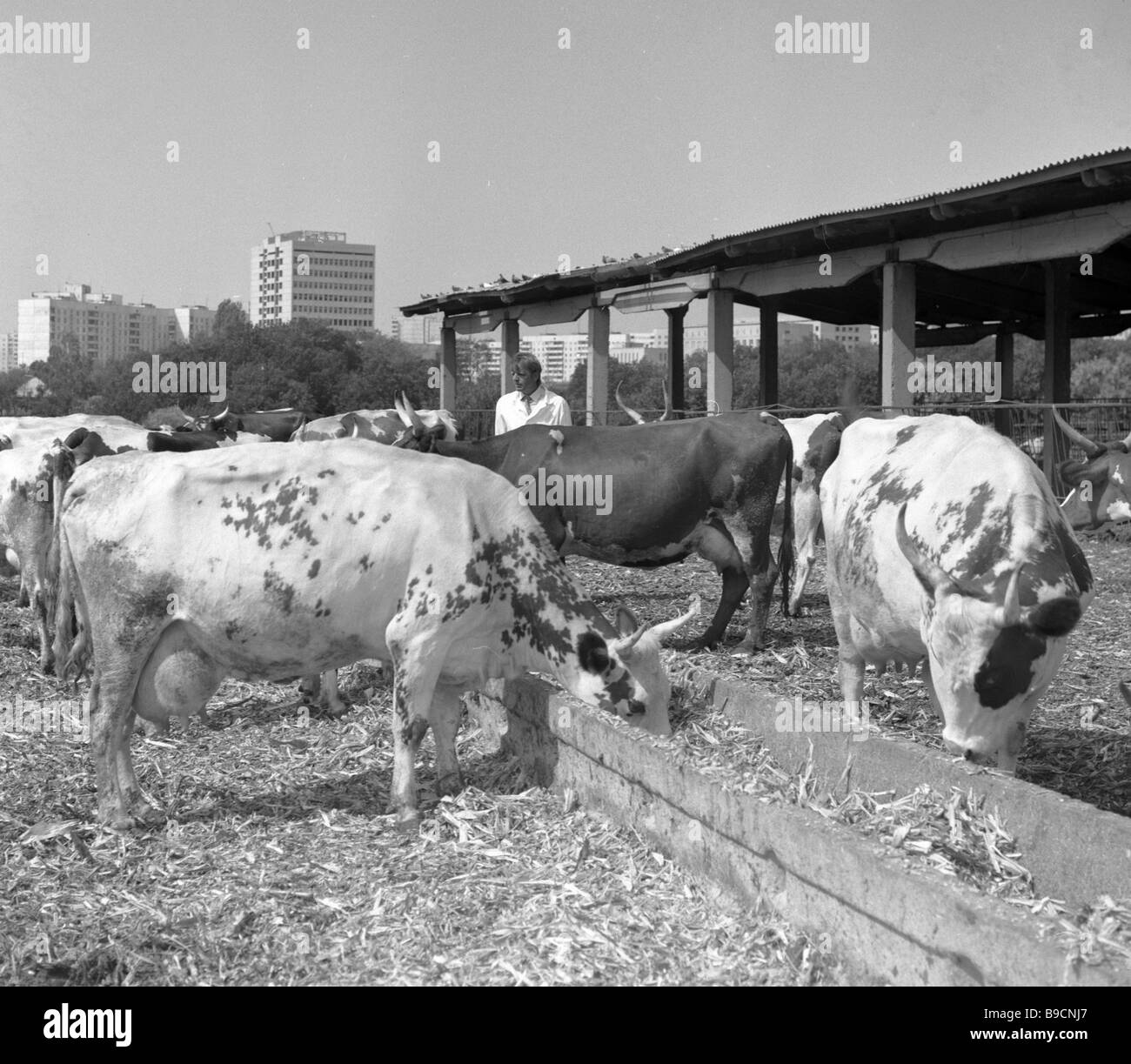 Simmenthal cows The breed is known for extraordinary milk yields Stock ...