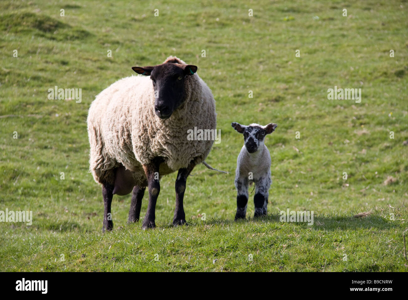 Sheep with lamb Stock Photo - Alamy