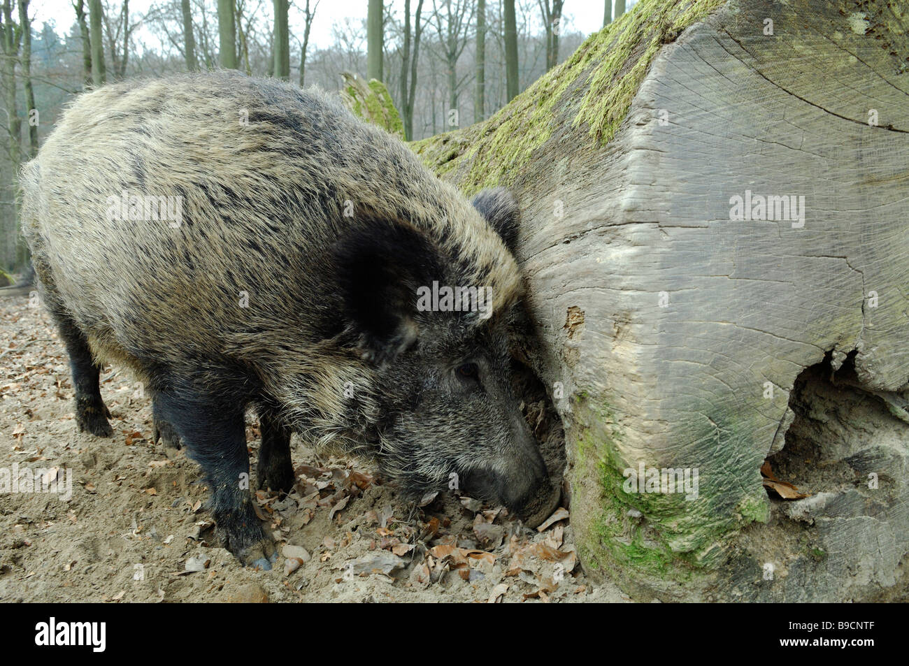 Dead wild boars hi-res stock photography and images - Alamy