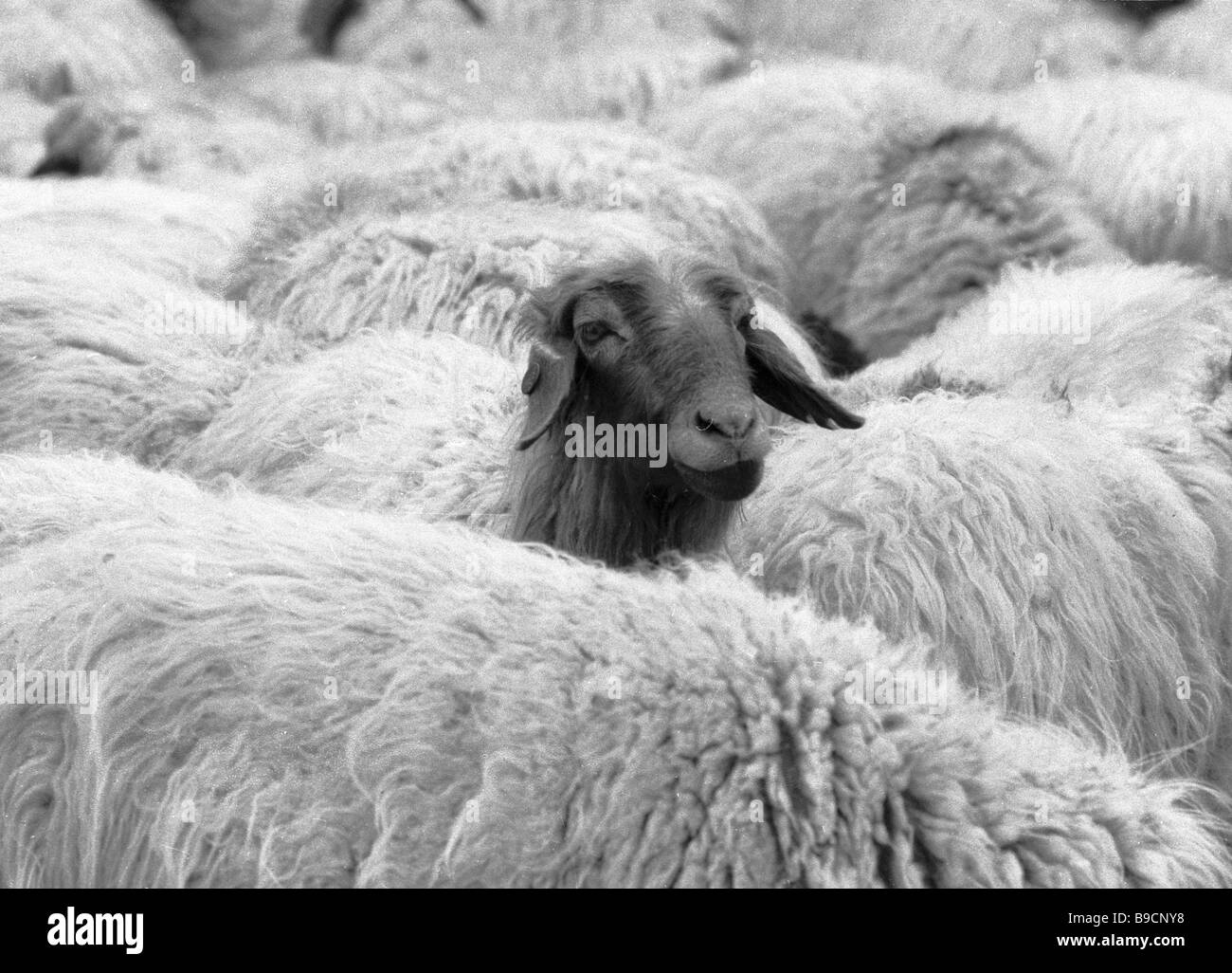 A flock of sheep of the Yerbent state farm Stock Photo - Alamy