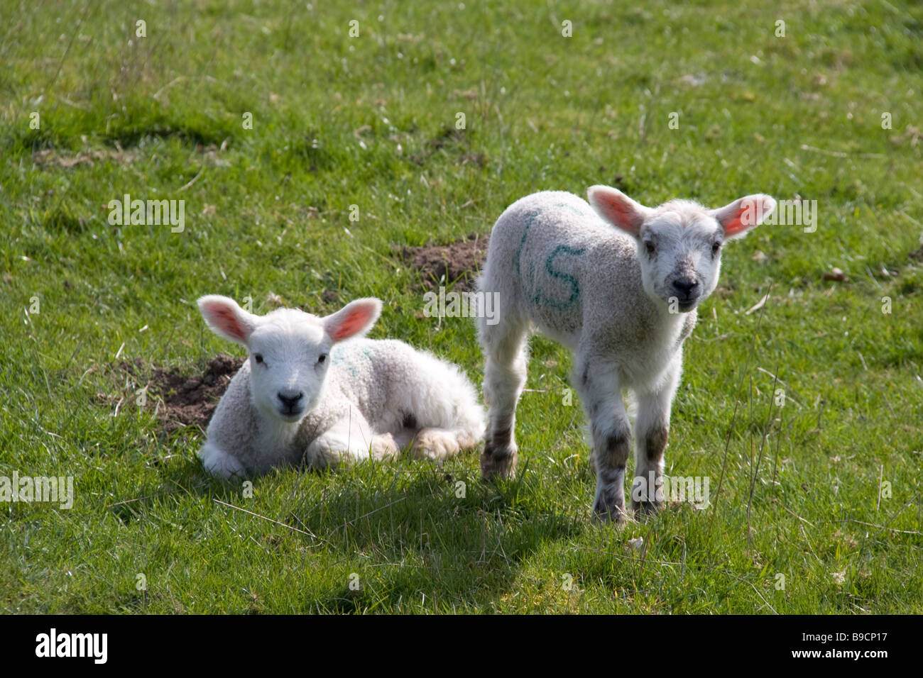 Born to farm hi-res stock photography and images - Alamy