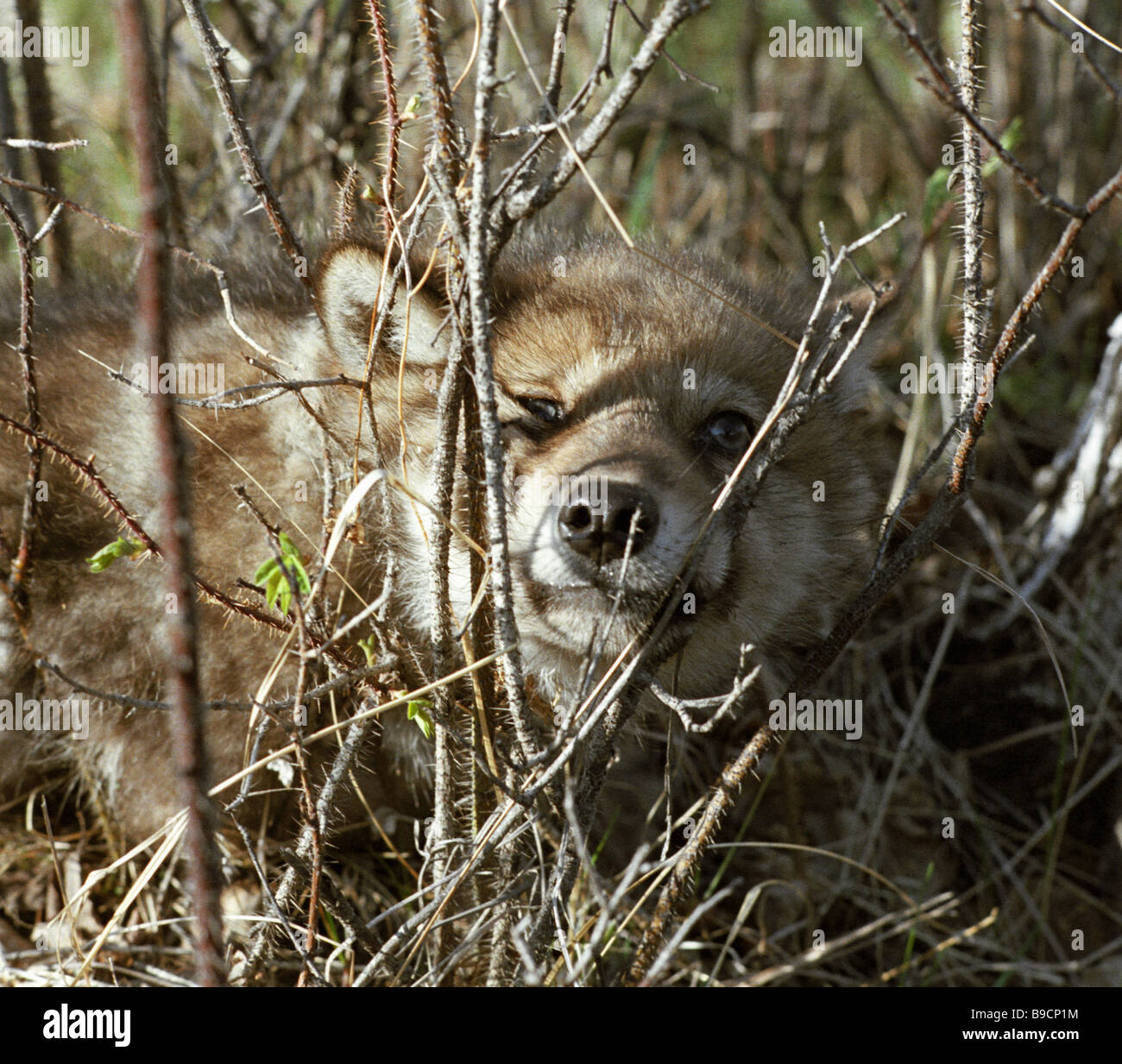 A young wolf cub hiding in the bushes Stock Photo - Alamy