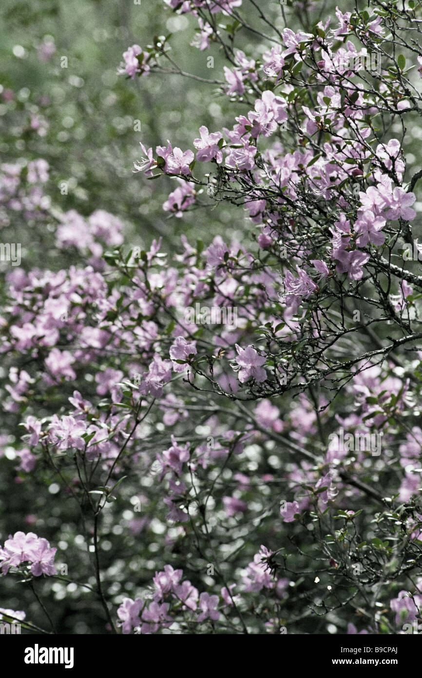 Labrador tea blooming Stock Photo - Alamy
