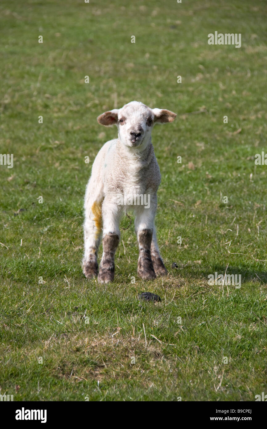 Lamb birth hi-res stock photography and images - Alamy