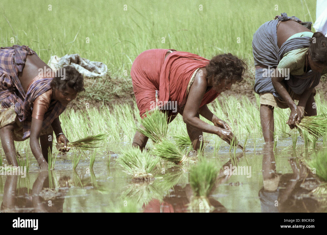 Women farmers sowing rice Stock Photo - Alamy