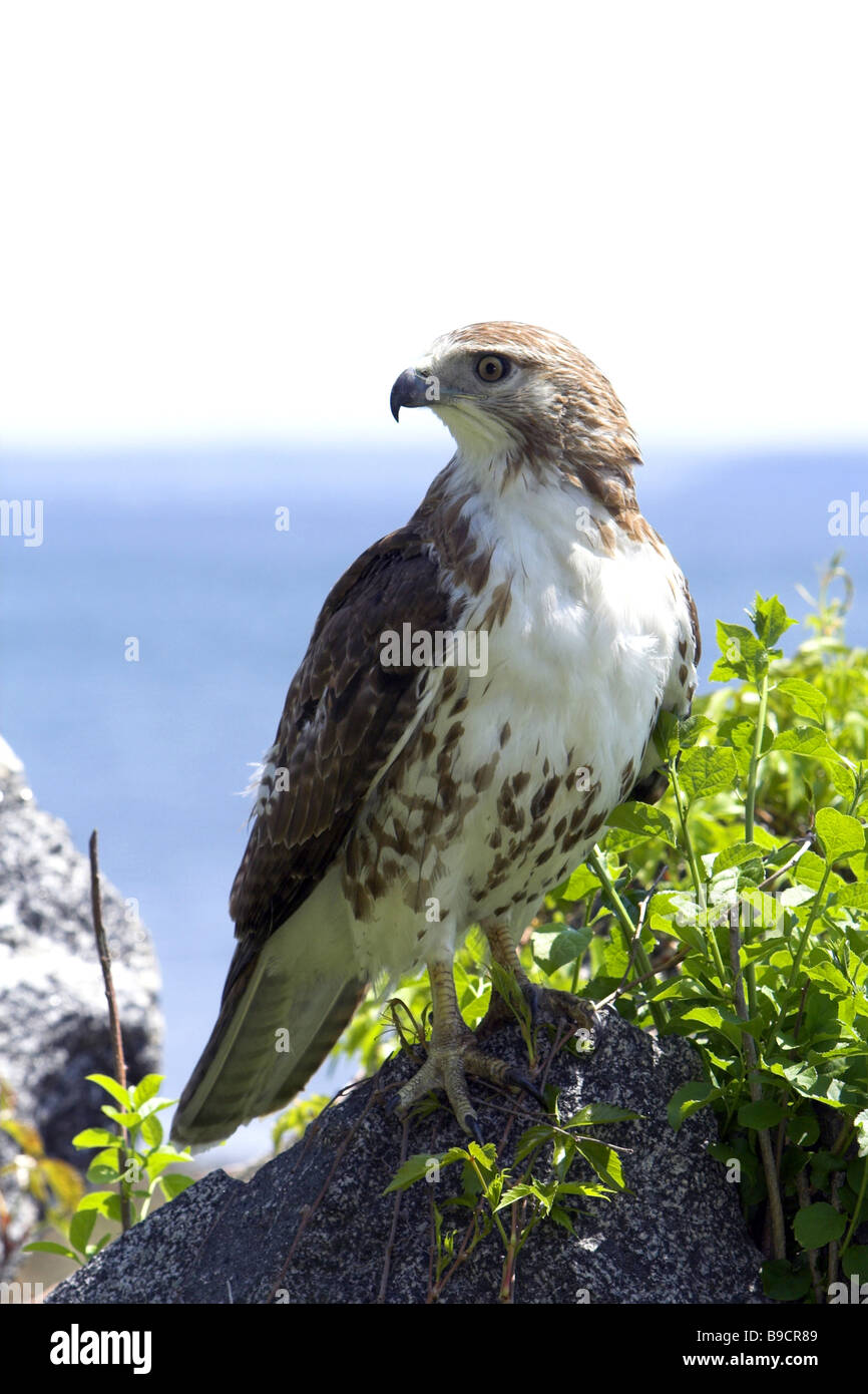 Close up of a hawk with ocean background Stock Photo - Alamy