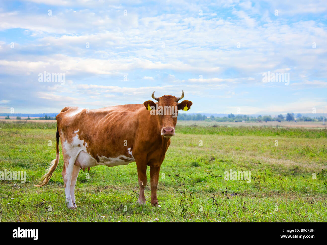 red cow on meadow Stock Photo - Alamy