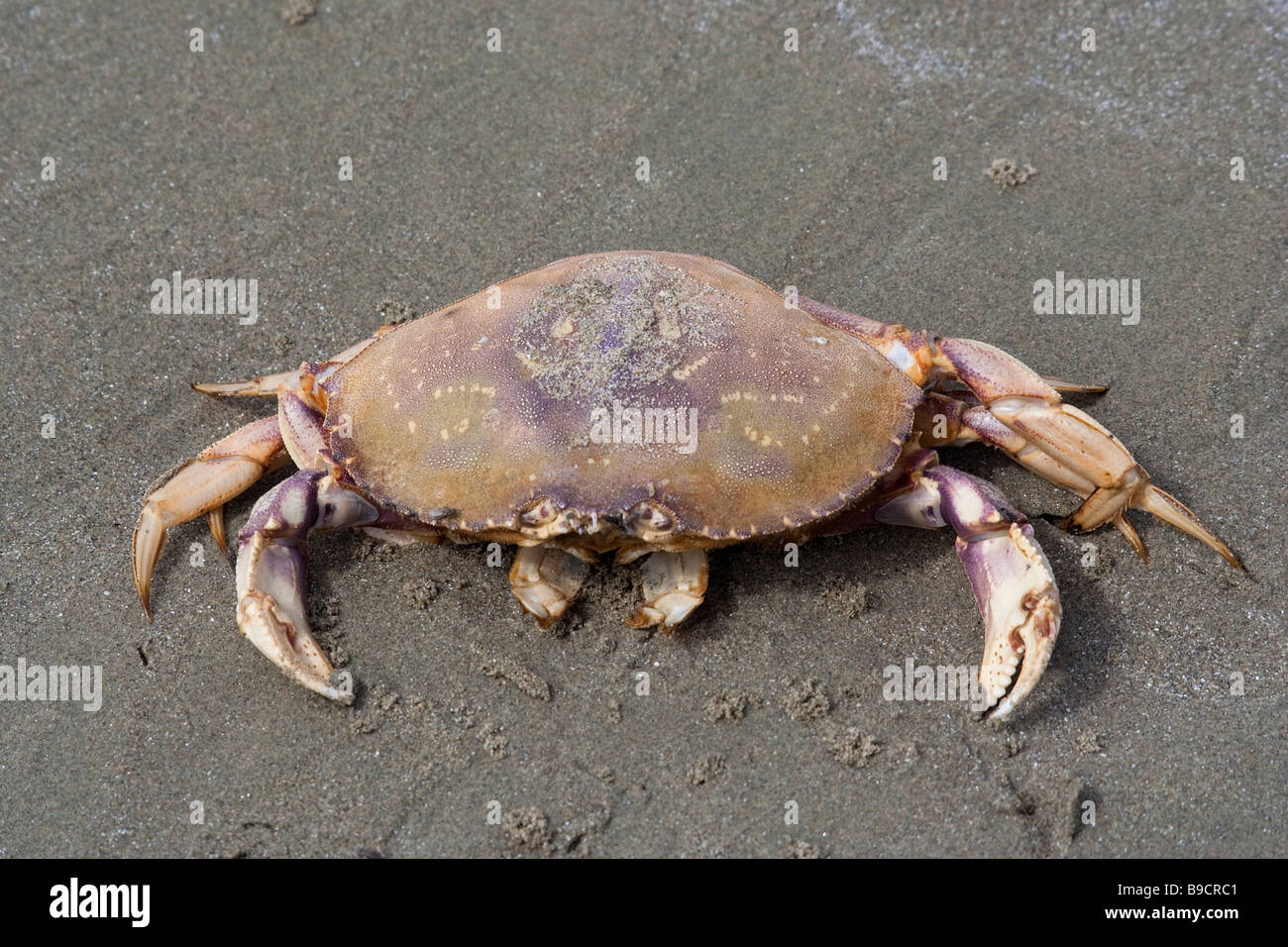 Dungeness Crab on Beach - Cancer magister on Long Beach, Pacific Rim ...