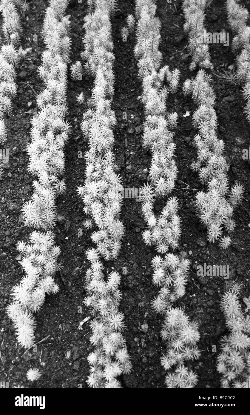 Cedar Tree Black and White Stock Photos & Images - Alamy