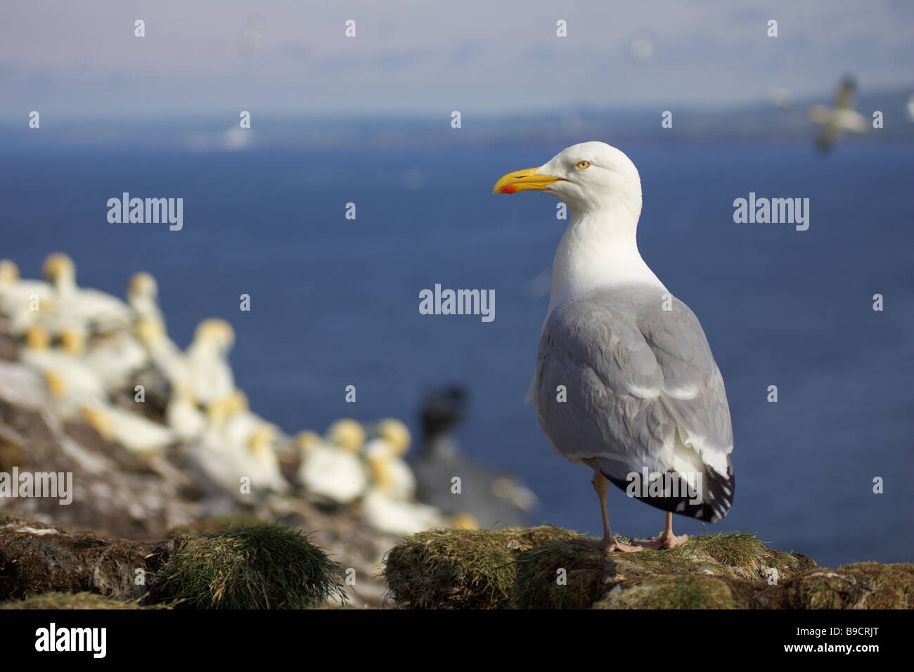 The gannet colony of bass rock hi-res stock photography and images - Alamy