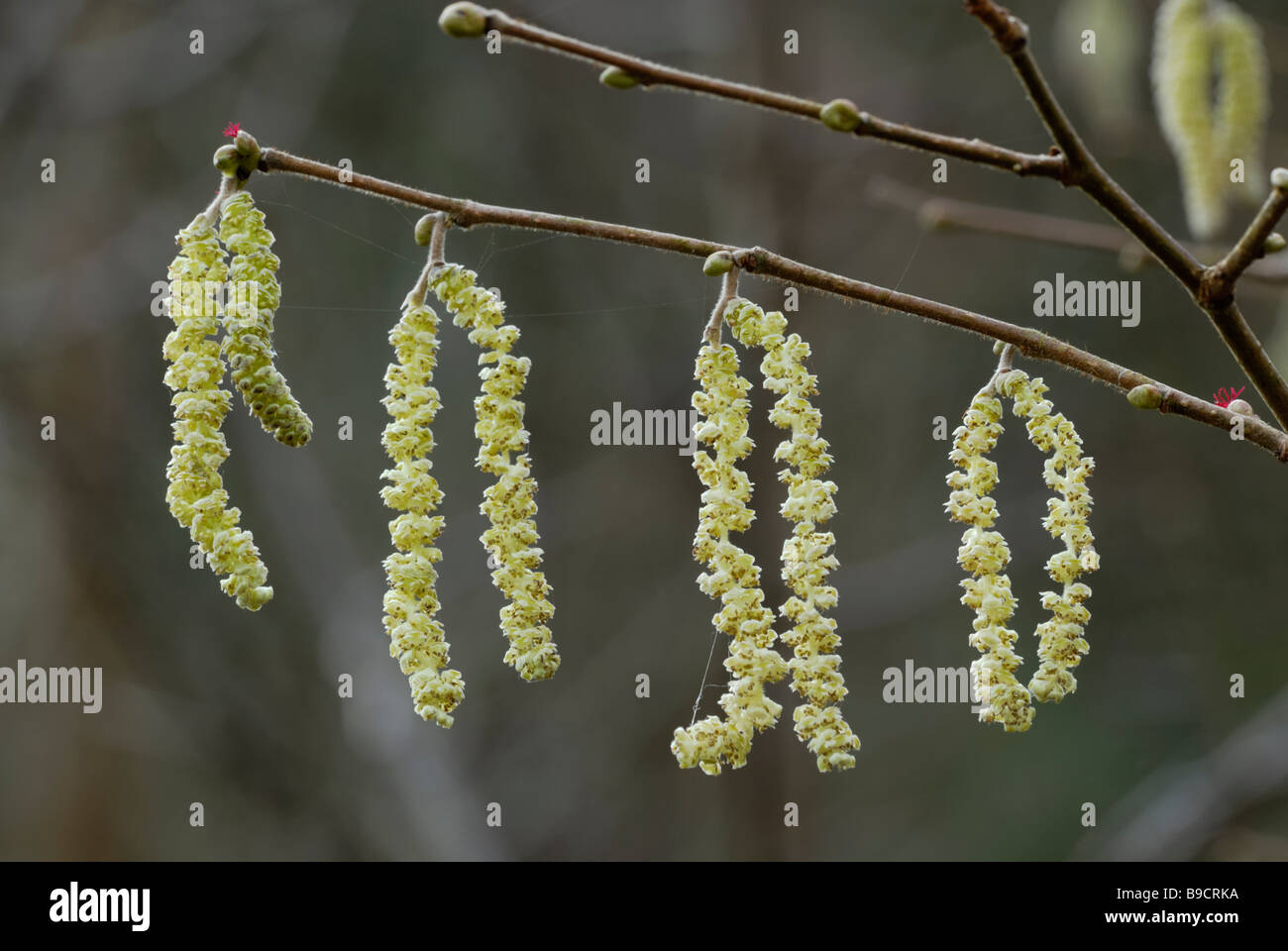 Female hazel flower hi-res stock photography and images - Alamy