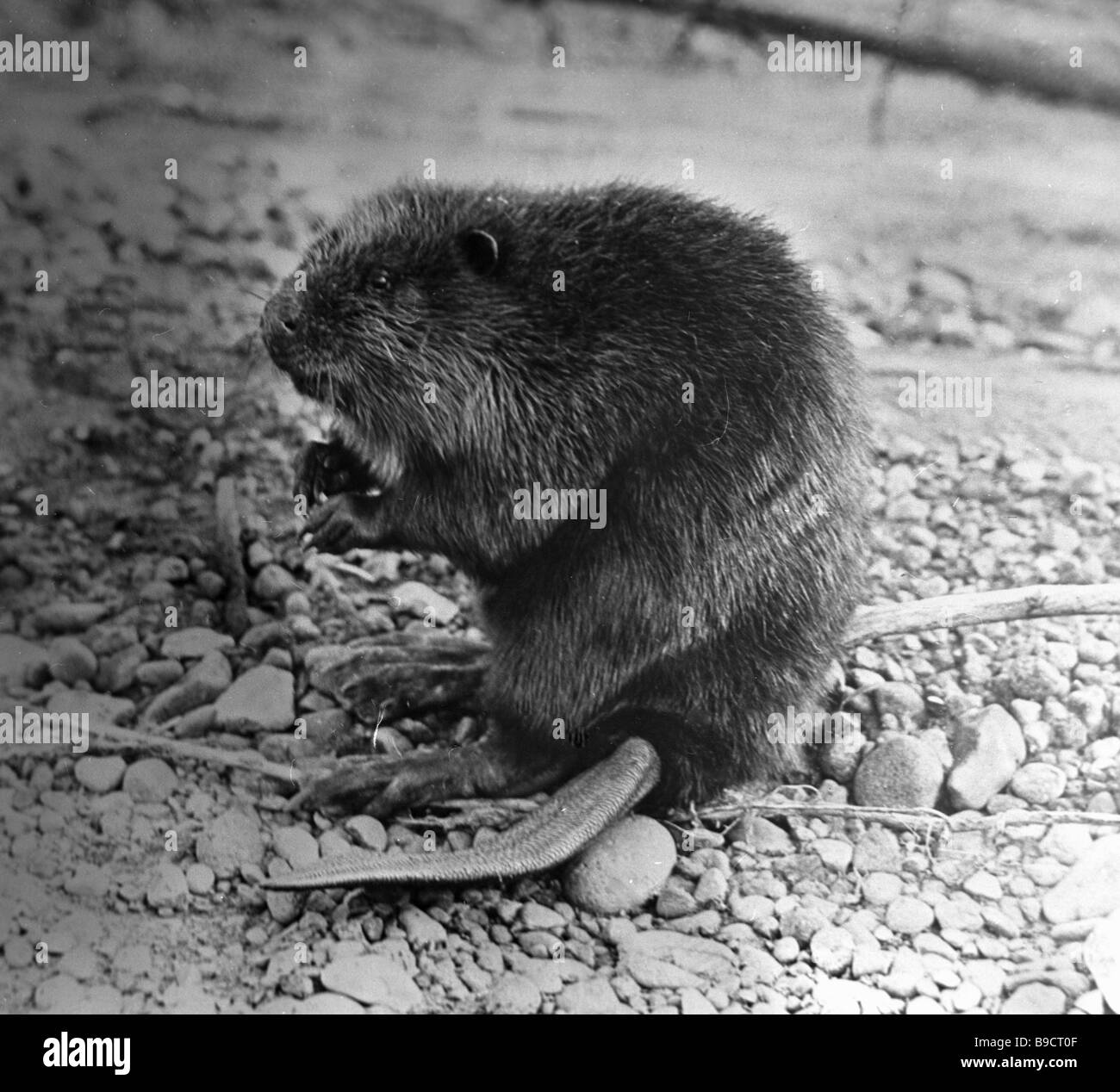 A Canadian beaver Stock Photo - Alamy