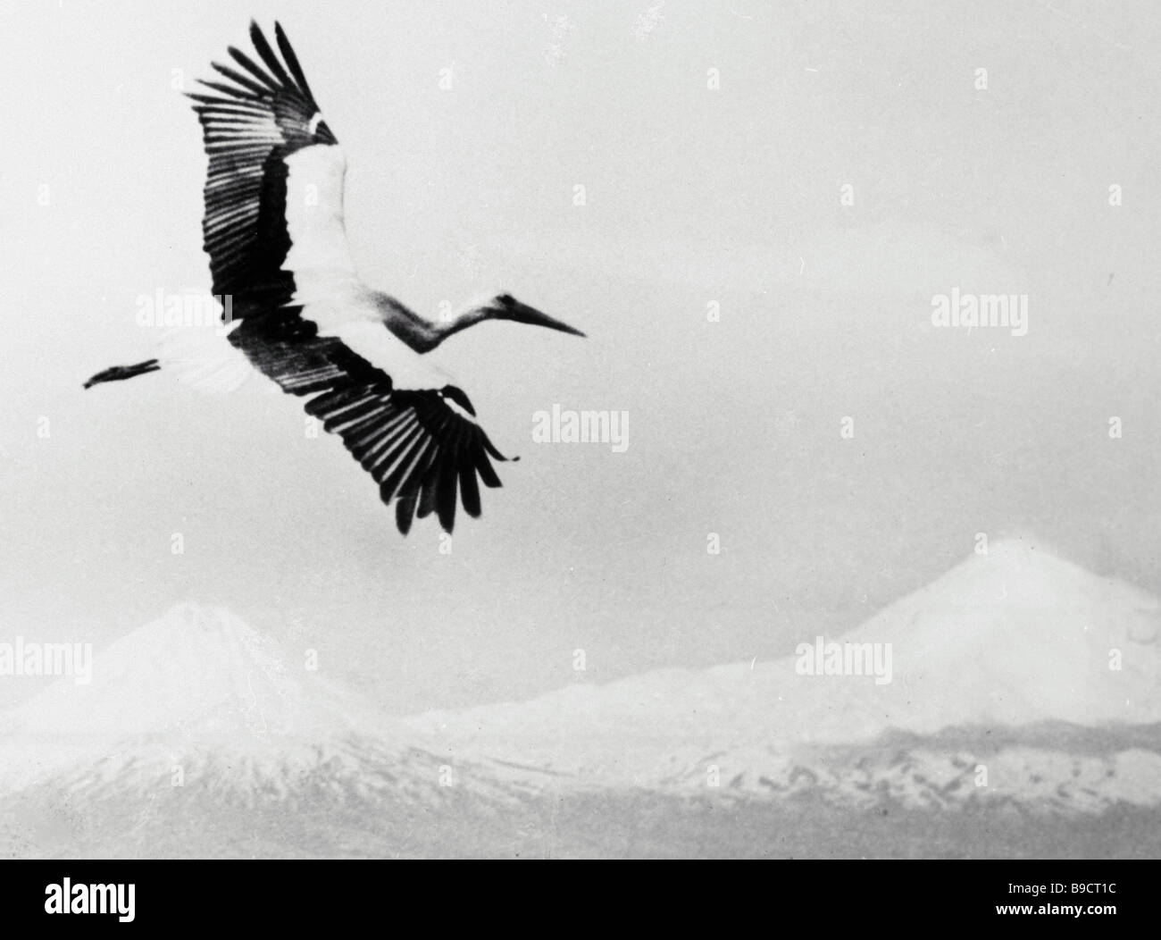 A stork flying Stock Photo - Alamy