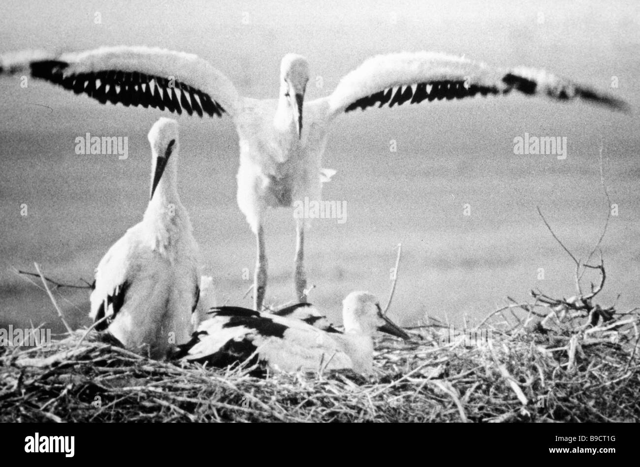 Baby storks in the nest Stock Photo - Alamy