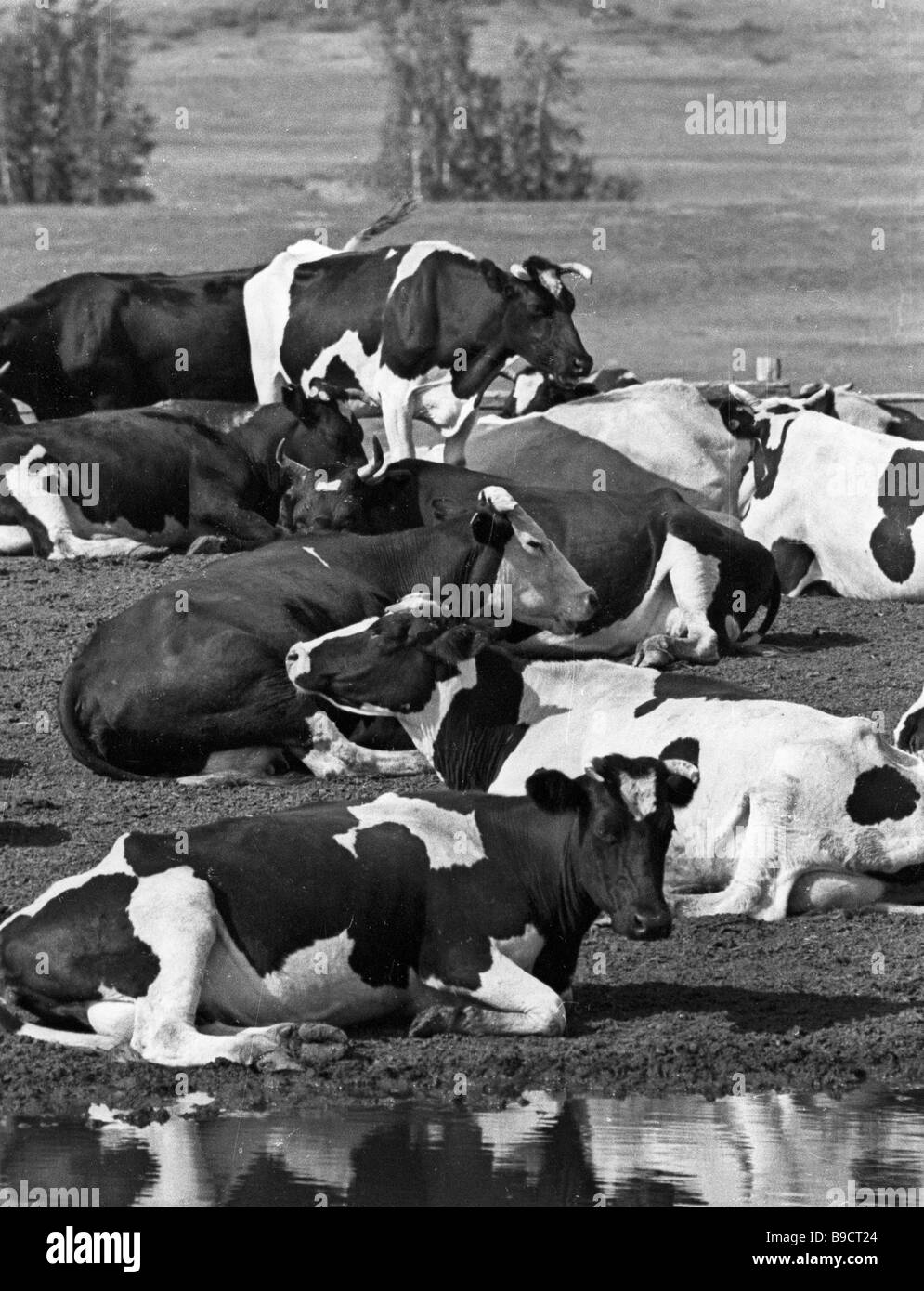 Cows on the grazing grounds of the Yakut Agricultural Research ...